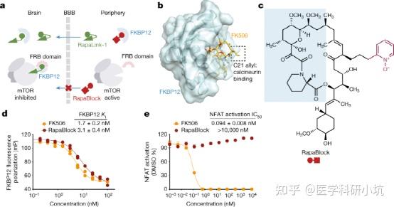 Nature：两种药物实现大脑特异的 mTOR 抑制 - 知乎