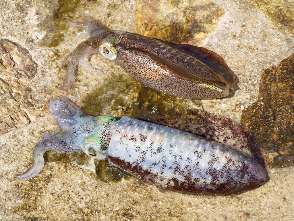 头足纲小传（28）寒海谜团：Nectocaris，内克虾/内耶克虫科 - 知乎