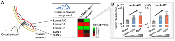 NC（IF17）! 蛋白质组学揭示软骨老化的关键蛋白及相关机制 - 知乎