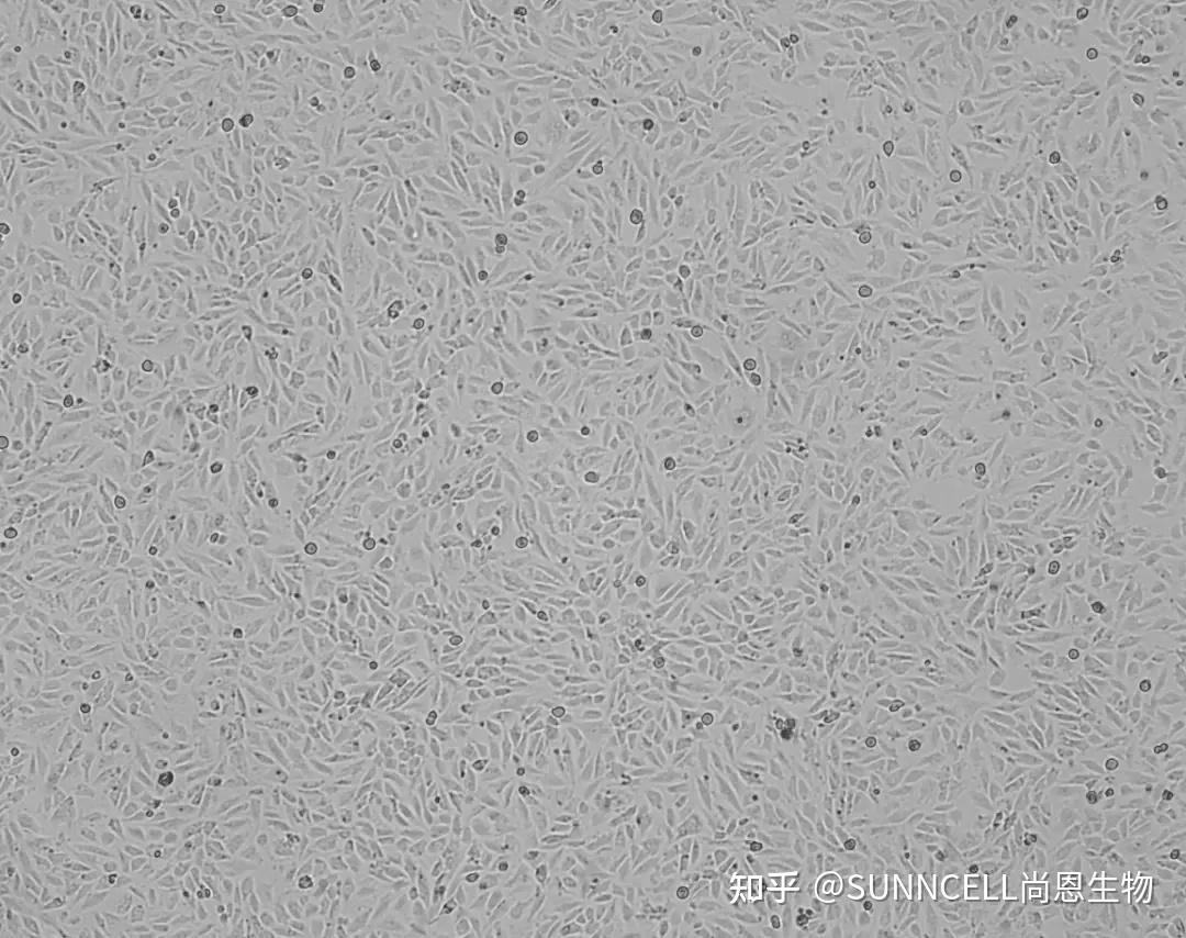 H9c2(2-1)(大鼠心肌细胞)培养教程 - 知乎