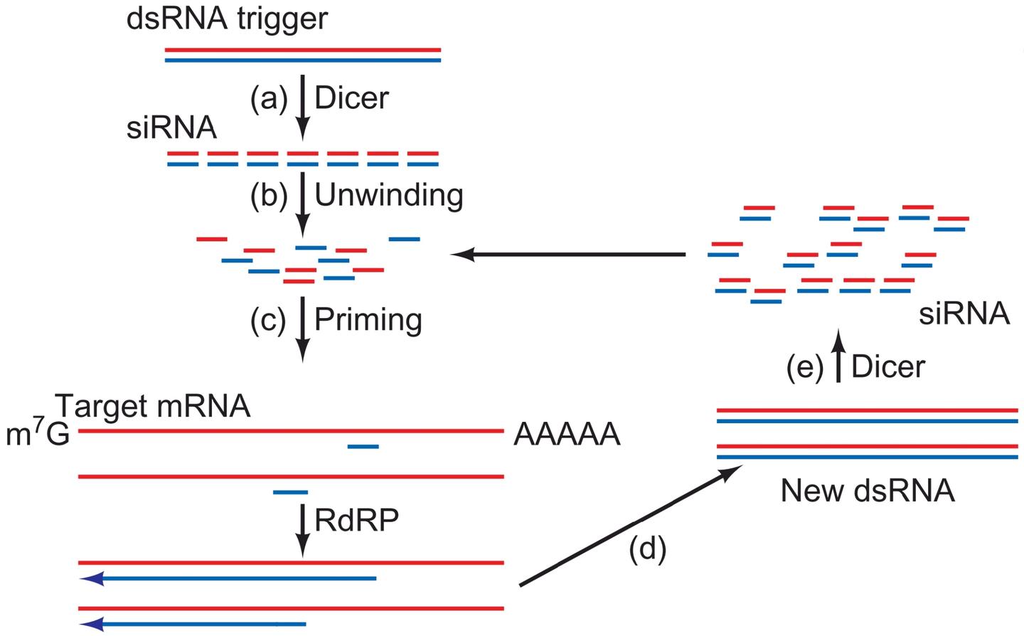 RNA干扰（一）——mi-！si-！pi-！ - 知乎
