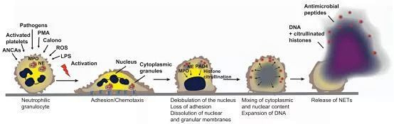 一种新型的细胞死亡方式——NETosis - 知乎