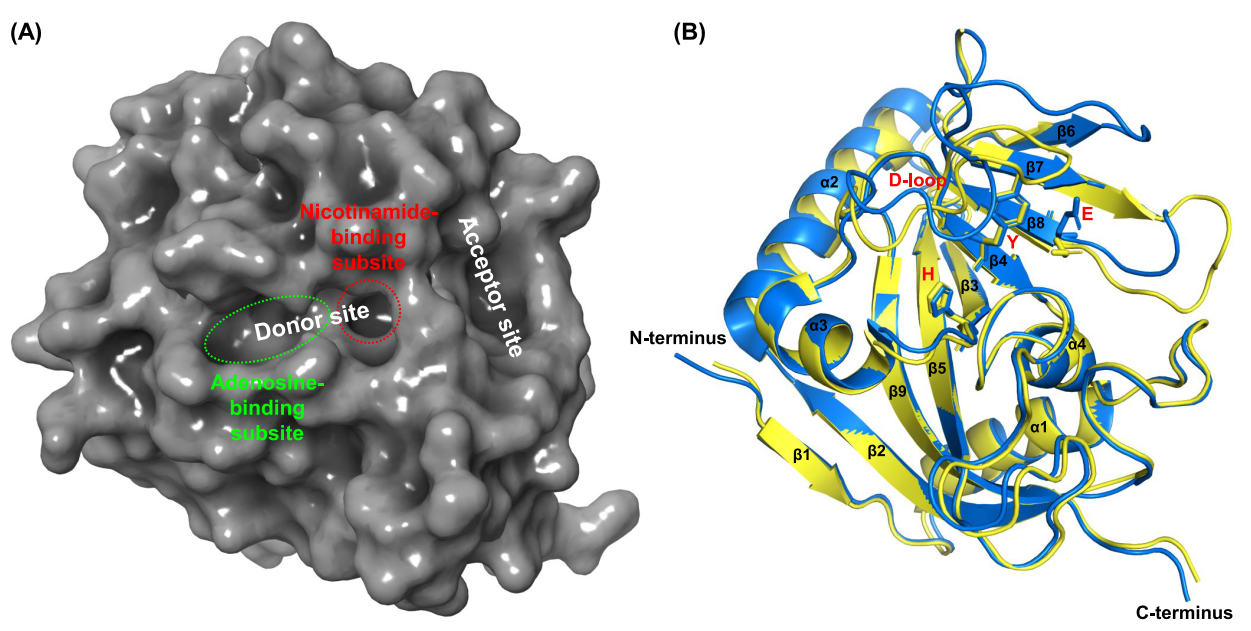 药物发现│抗肿瘤药物靶标：Tankyrases ——结构与功能 - 知乎
