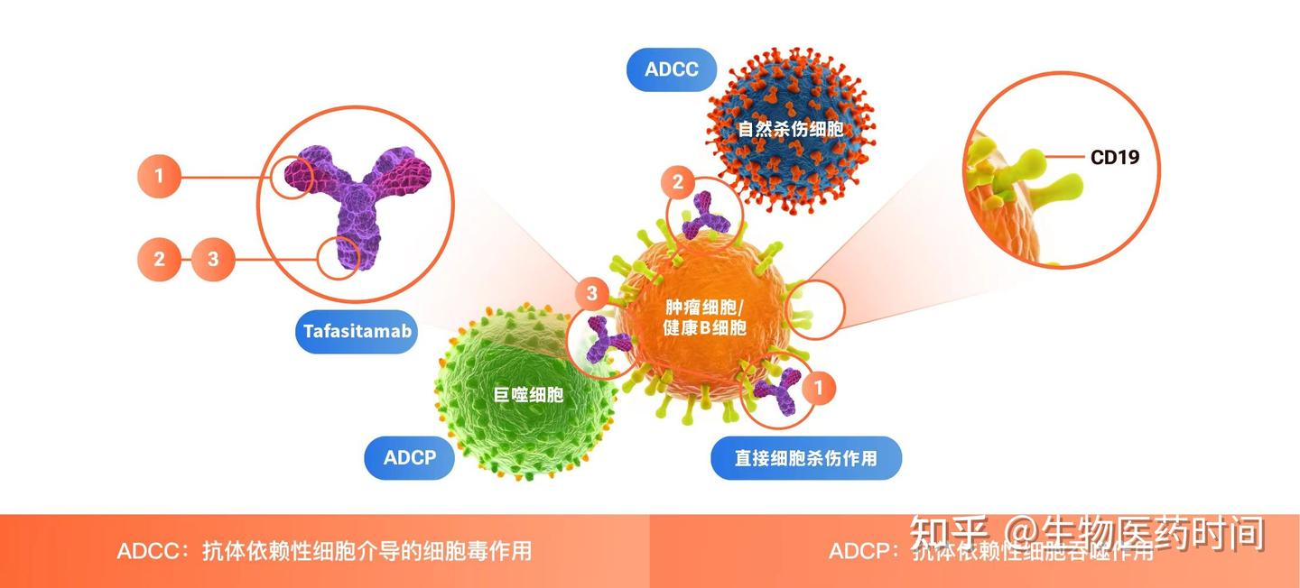 弥漫性大B细胞淋巴瘤创新药注射用坦昔妥单抗（Tafasitamab）首进“港澳药械通”，佛山禅医上线使用 - 知乎