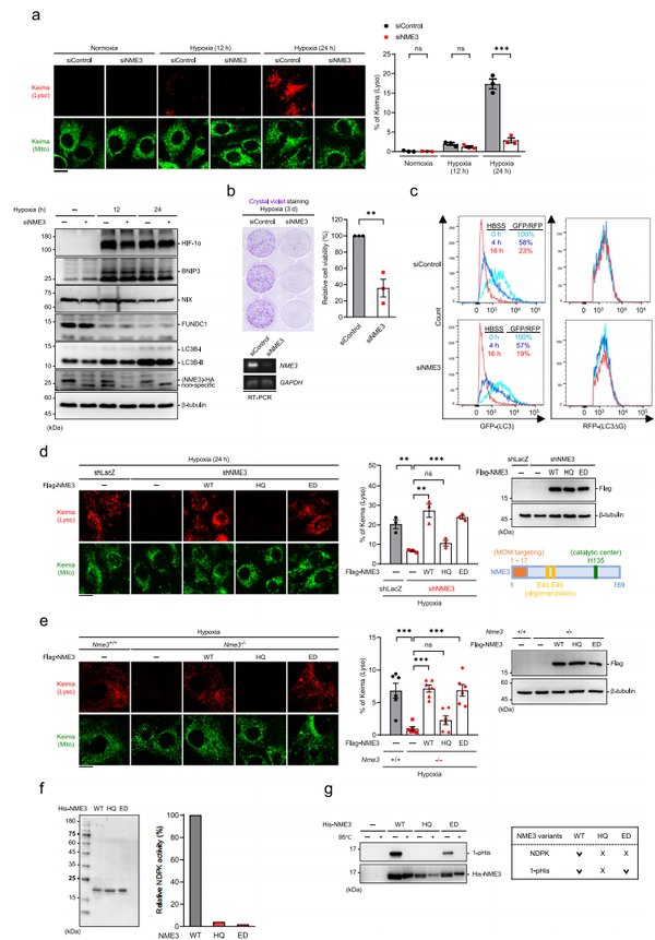 Nature Communications | NME3是缺氧条件下DRP1依赖性线粒体自噬的gatekeeper - 知乎