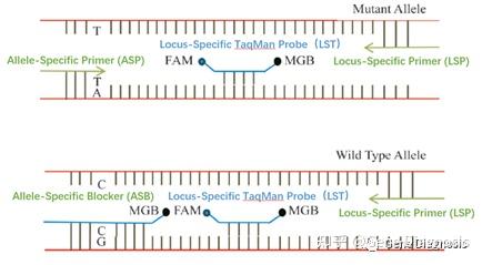 CAST PCR技术 - 知乎