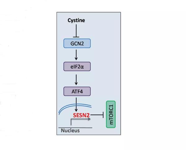 客户文章 | 胱氨酸/半胱氨酸促进结肠癌生长和化学抗性 - 知乎