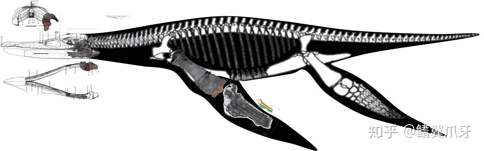 【远古の鳍】上龙科小传1：修短随化，来日方长 - 知乎