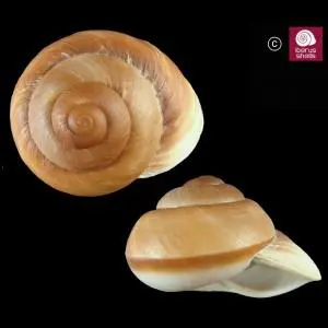 菲律宾的“面包螺”，当地人的重要食物：Ryssota属【睡前软体动物学211】 - 知乎