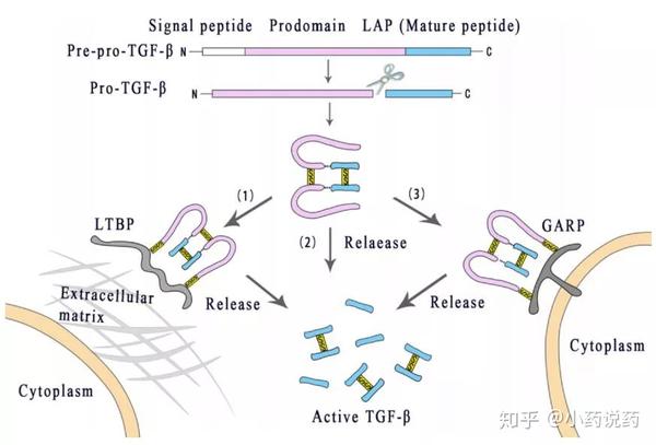 TGF-β在肿瘤微环境和肿瘤治疗中的作用 - 知乎