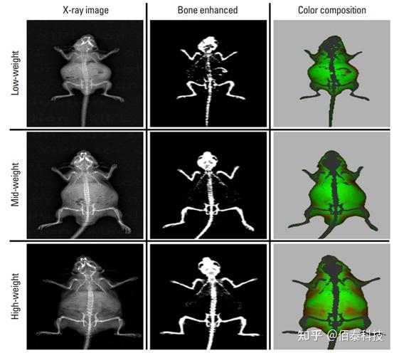 【iNSiGHT应用案例】5.双能X射线吸收法和核磁共振法在小鼠身体成分分析中的验证 - 知乎