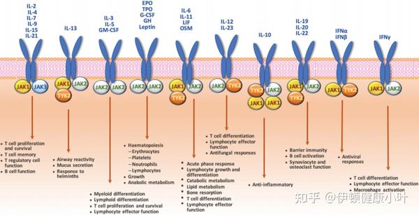 特应性皮炎JAK抑制剂乌帕替尼、阿布昔替尼、巴瑞替尼的效果如何？ - 知乎