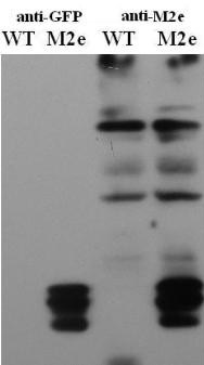 WB实验问题经验总结 - 知乎