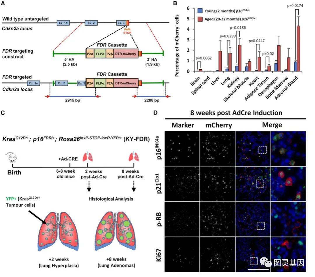 Cancer Cell｜衰老巨噬细胞清除后显著改善KRAS驱动的肺癌发生 - 知乎