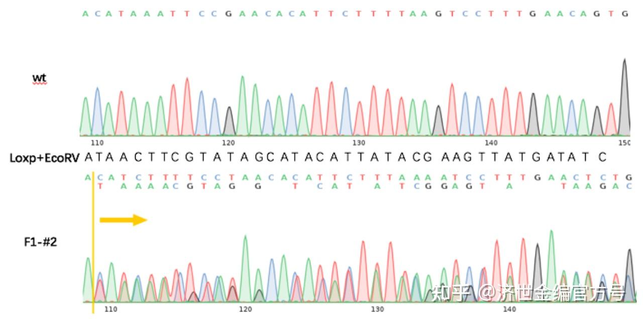 案例分享：Hspa5基因组织特异性敲除小鼠(Loxp)构建技术报告 - 知乎