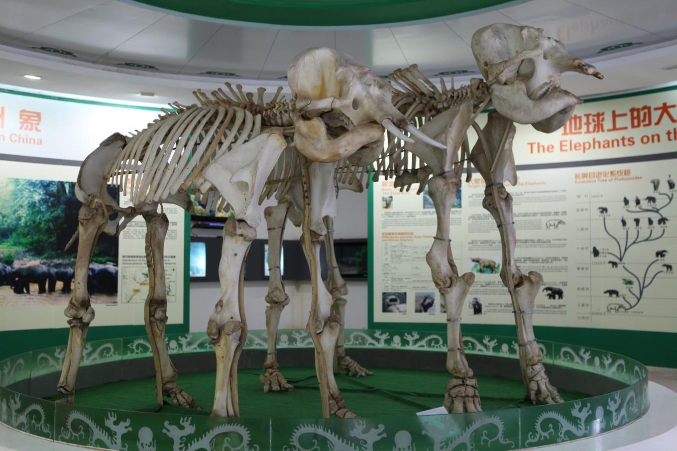 西双版纳野象谷，超详细游玩攻略 - 知乎