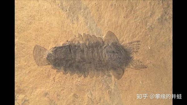 【地球演义】寒武纪的余烬：节肢动物篇 - 知乎