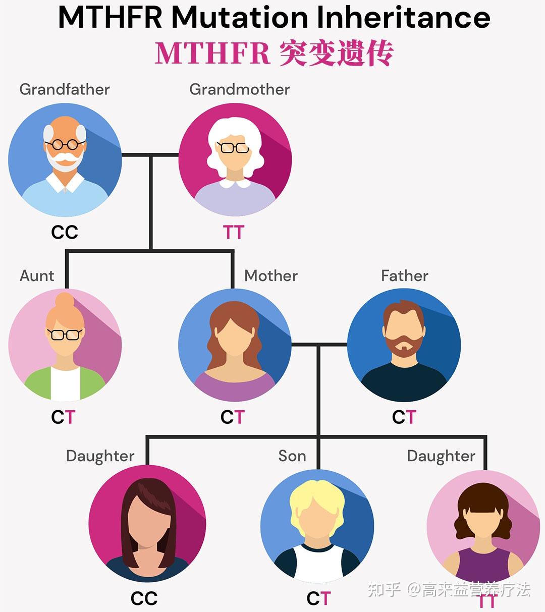 年轻父母必知：我的MTHFR基因突变和早产之痛 - 知乎