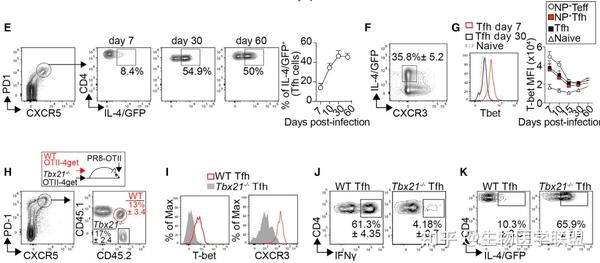 Immunity揭示Tfh-细胞衍生的IFN-γ关键调控肺部记忆B细胞的形成和免疫保护 - 知乎