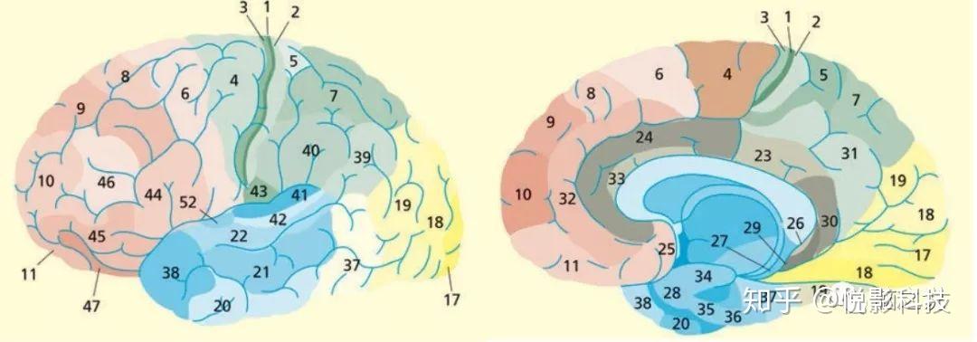 聊一聊Brodmann大脑皮层分区 - 知乎