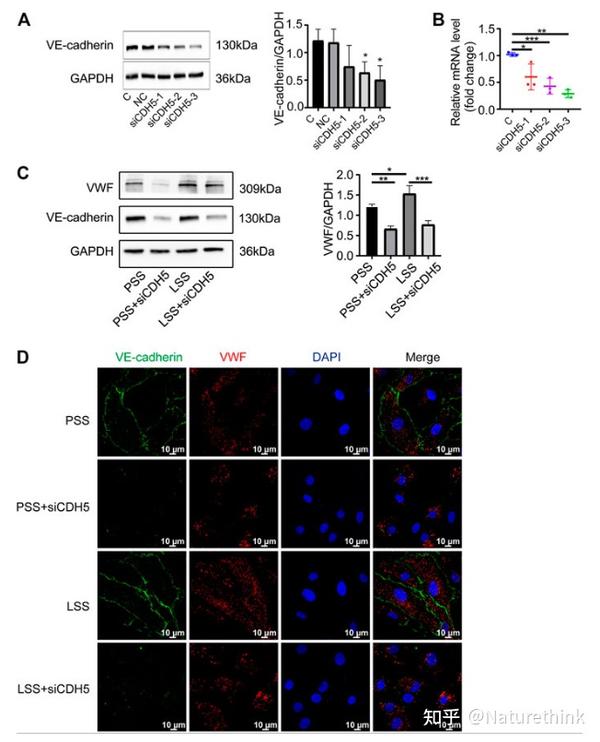 Rictor 在剪切应力下保持内皮完整性 - 知乎