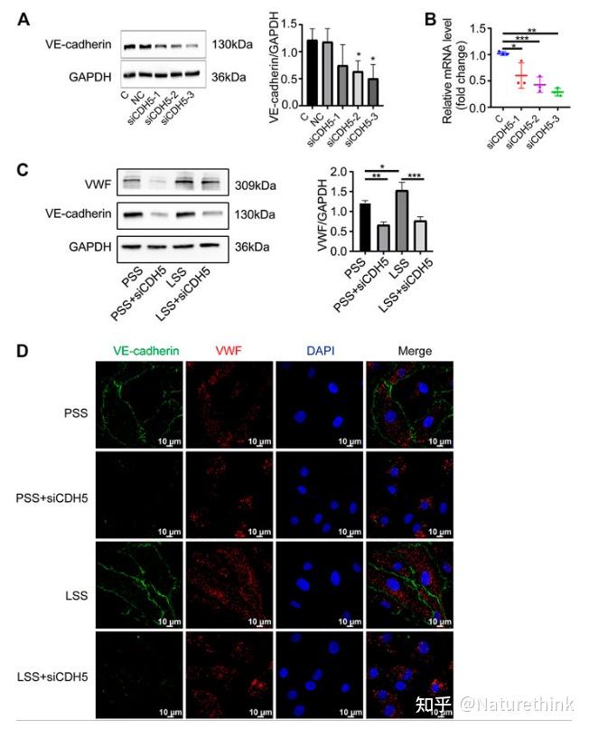 Rictor 在剪切应力下保持内皮完整性 - 知乎