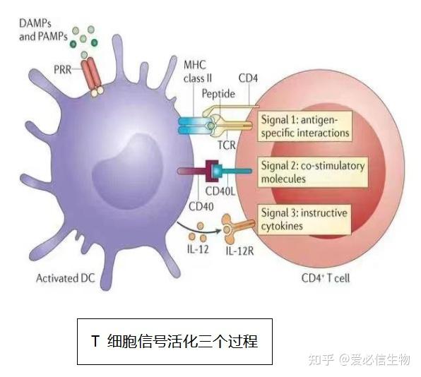 多重荧光免疫组化 | T细胞分型 - 知乎