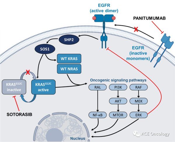 ESMO 精读系列｜NCCN指南推荐！KRAS G12C突变型晚期结直肠癌的治疗进展 - 知乎