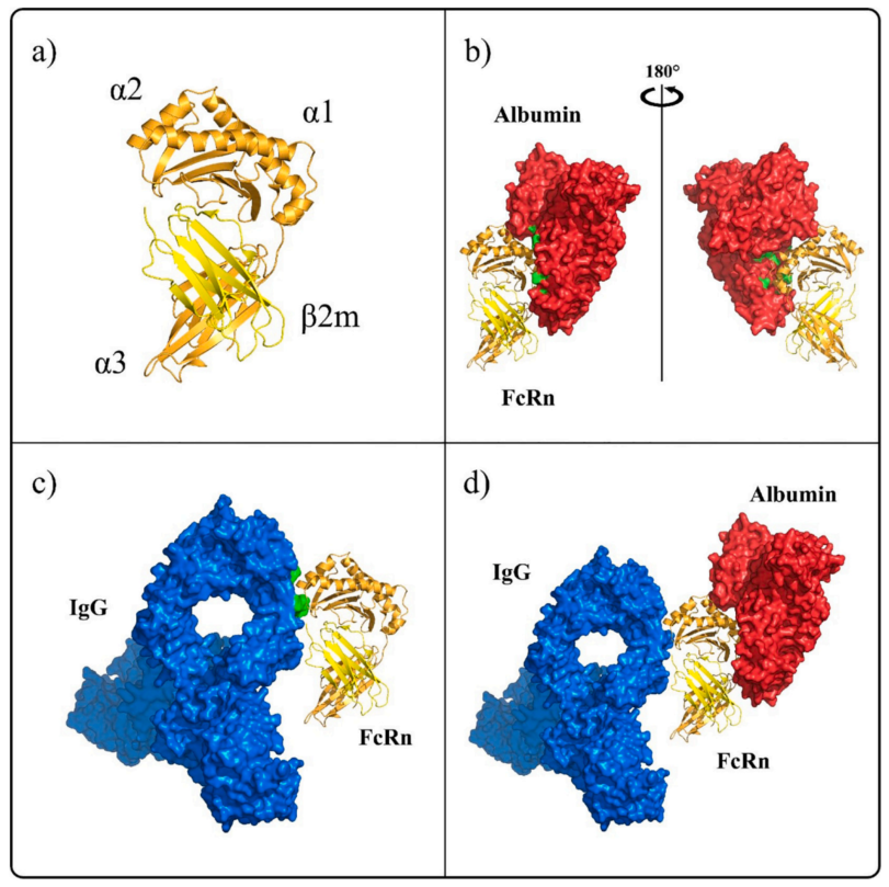 FcRn的套路，延长抗体半衰期 - 知乎