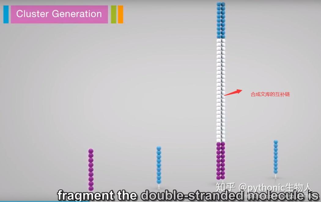NGS测序原理02-簇生成（Cluster Generation） - 知乎