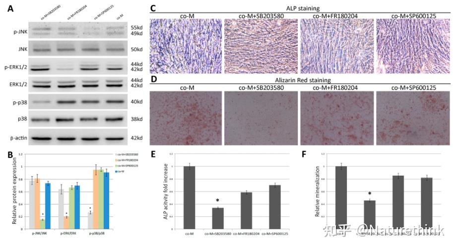 内皮祖细胞通过MAPK-依赖性通路促进共培养的间充质干细胞的成骨分化 - 知乎