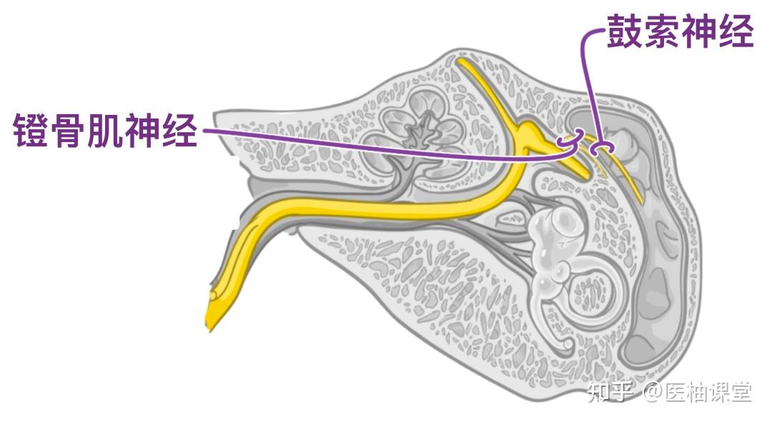 人体解剖学基础：面神经(CN VII) - 知乎