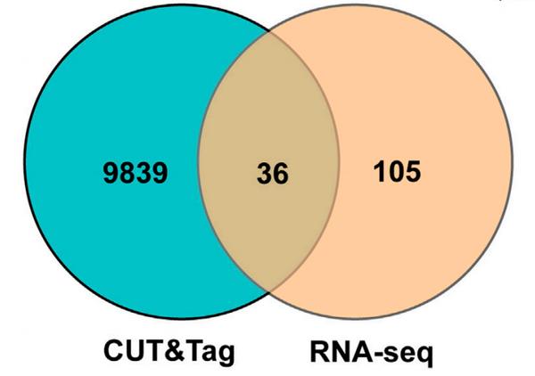 CUT&Tag+RNA-seq关联分析的 5 个套路 - 知乎
