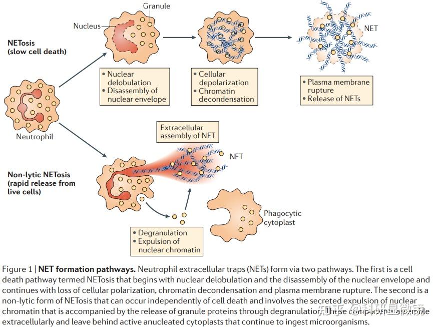 聚焦国自然热点之中性粒细胞胞外诱捕网（NETs），原来中性粒细胞也会叛变！ - 知乎