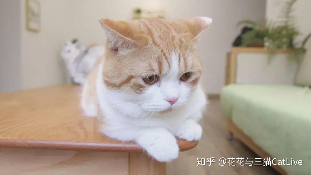猫咪发情的几种表现 知乎