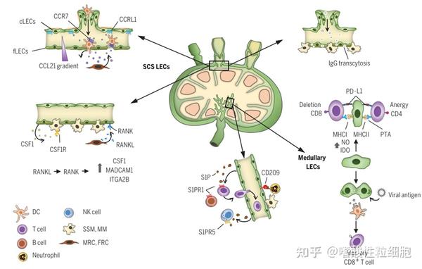 淋巴结淋巴管在协调免疫反应中的作用 - 知乎