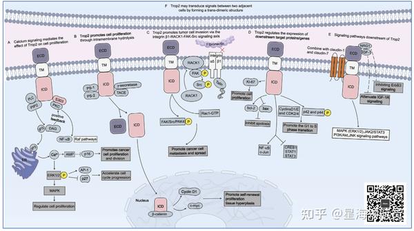 ADC的郁金香恐惧？AstraZeneca TROP2-ADC Dato-DXd NSCLC三期临床结果积极，而股价大幅下跌 - 知乎