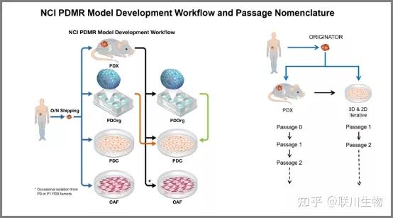 PDX模型是什么 - 知乎