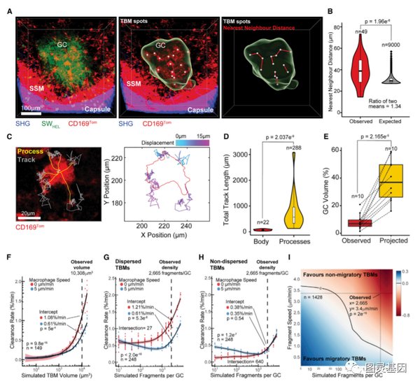 Cell | 双光子显微镜揭示巨噬细胞在自身免疫中的作用 - 知乎