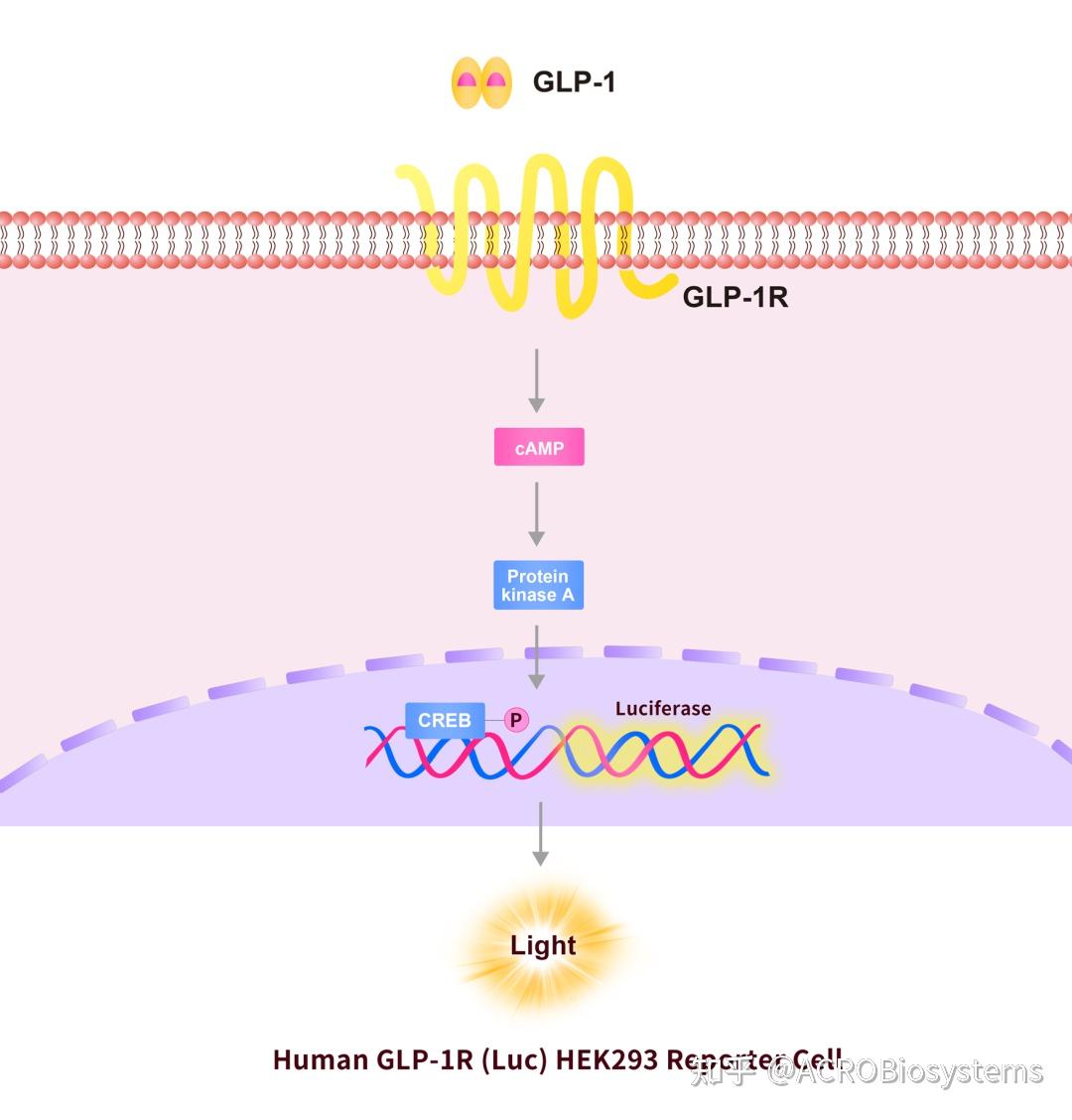 【新品发布】GLP-1R报告基因细胞株——助力药物细胞水平验证 - 知乎