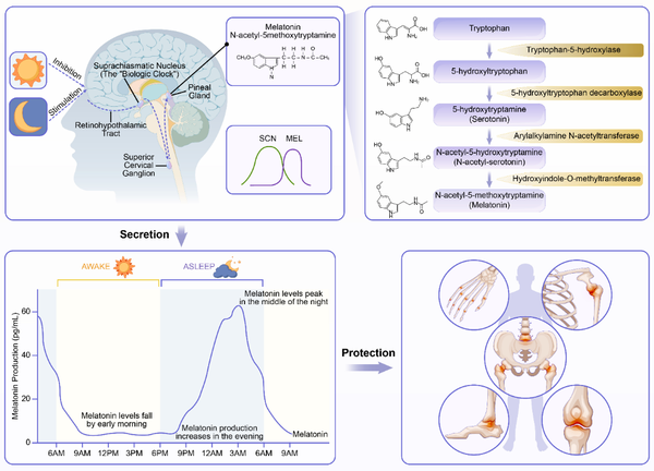 Ageing Res Rev 综述︱杨惠林/何帆/朱雪松团队评述褪黑素在治疗骨关节炎中的作用及研究进展 - 知乎