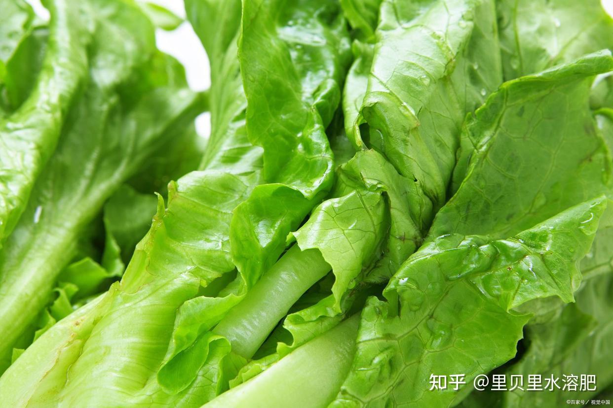 微生物菌剂，莴笋种植户张大哥的亲身体验 知乎