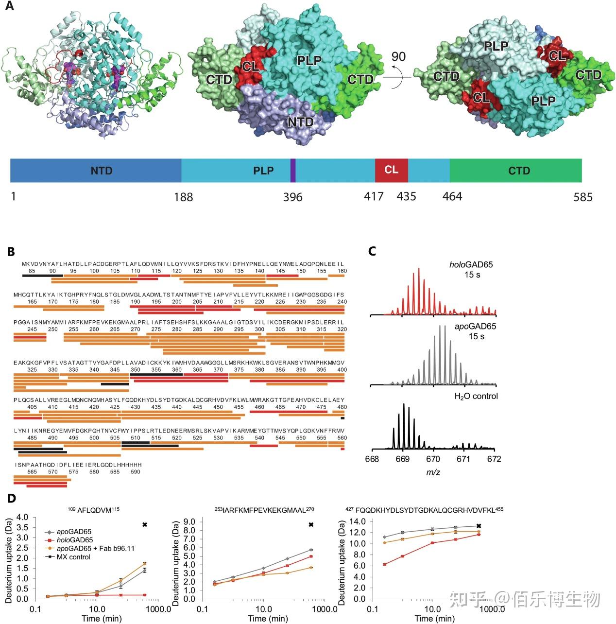佰乐博生物蛋白抗体——GAD65（谷氨酸脱羧酶65） - 知乎