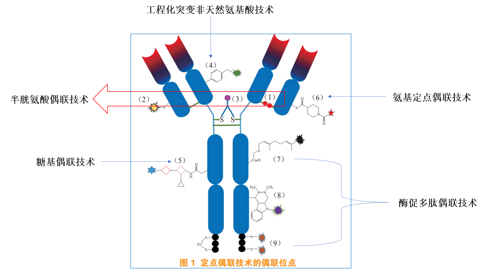 ADC定点偶联技术 - 知乎