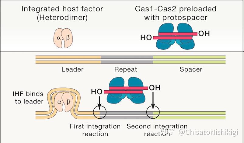 CRISPER-Cas的机理、工具盒和应用(一) - 知乎