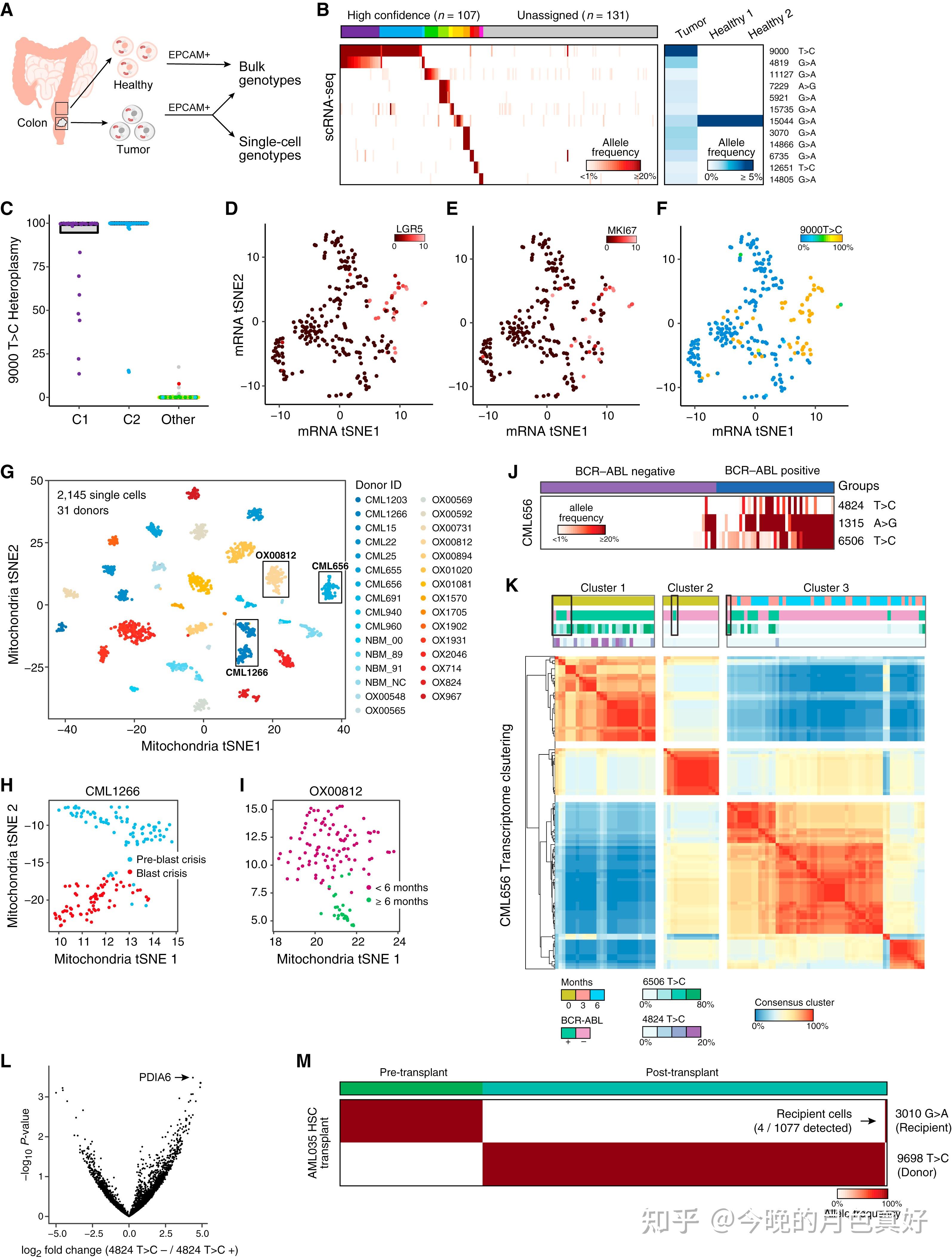 Lineage Tracing in Humans Enabled by Mitochondrial Mutations and Single ...