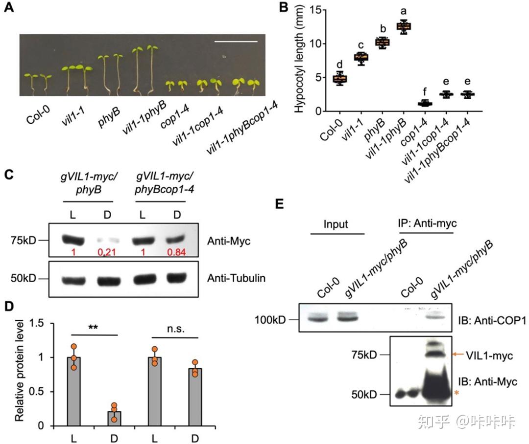 文献解读——COP1调控光依赖的染色体重塑 - 知乎