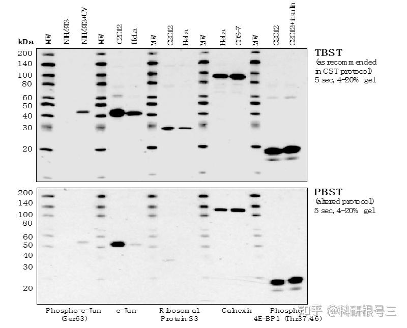 实验室祖传！Western Blot 实验全流程步骤+常见问题解决方案！ - 知乎