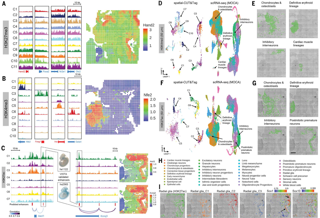 Science | spatial-CUT&Tag：细胞水平的空间分辨染色质修饰图谱 - 知乎