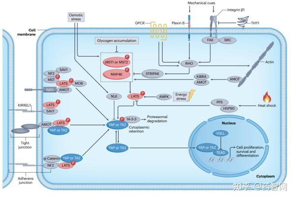 「河马」怒吼，击退癌细胞：TEAD抑制剂在研进展 - 知乎